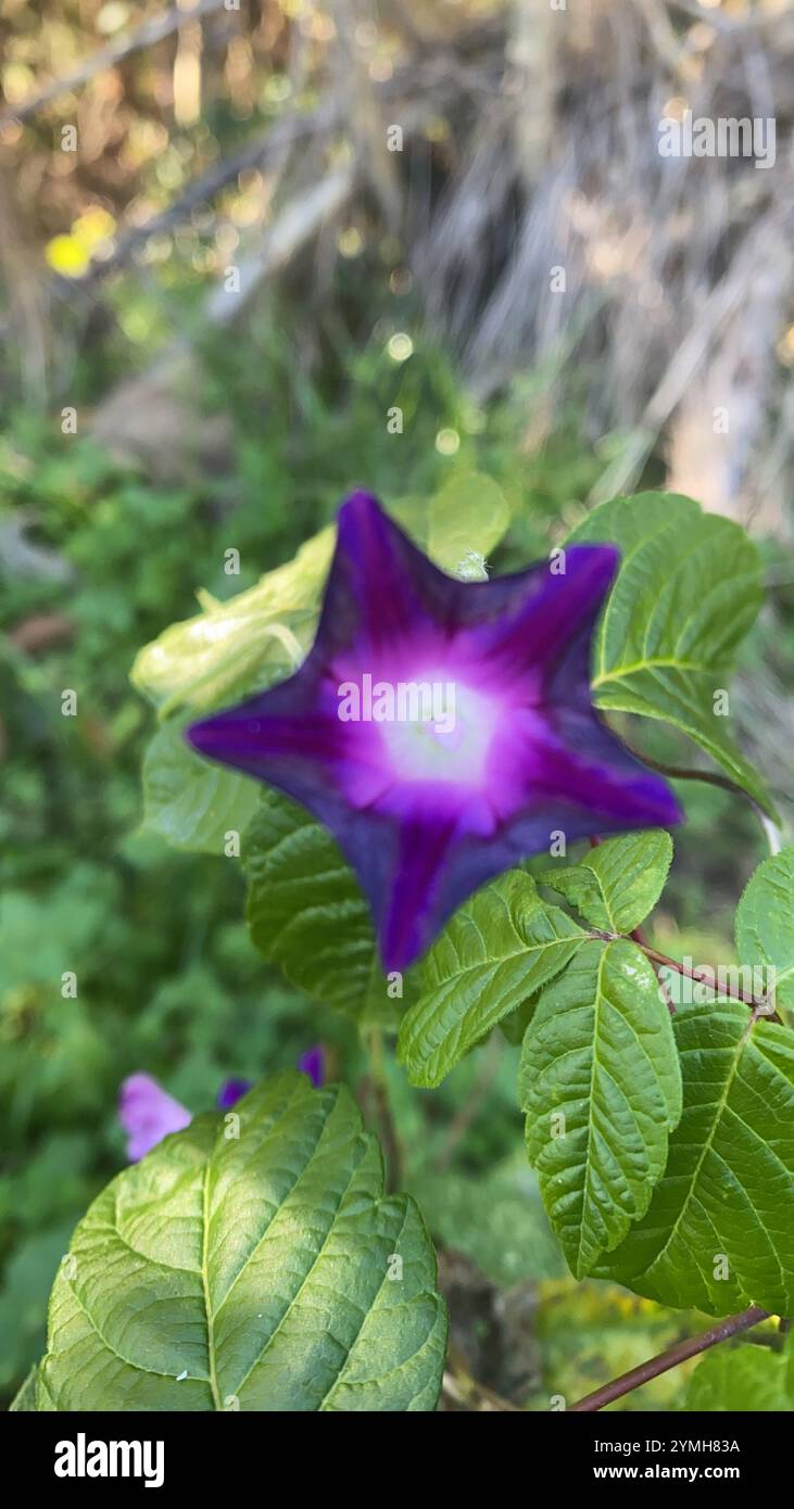 common morning-glory (Ipomoea purpurea Stock Photo - Alamy