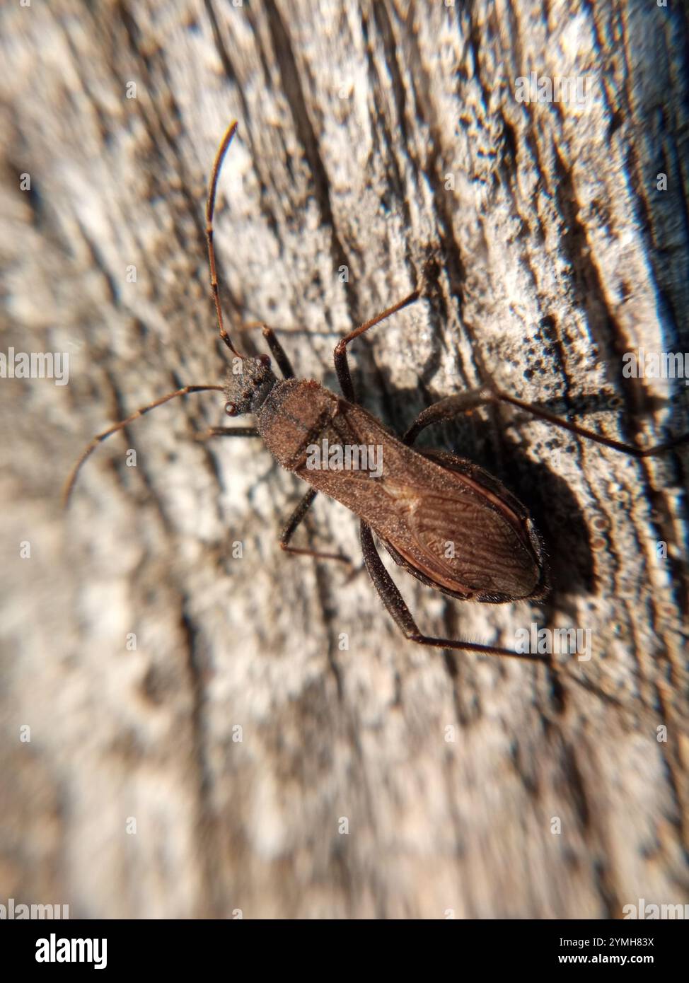 ant bug (Alydus calcaratus Stock Photo - Alamy
