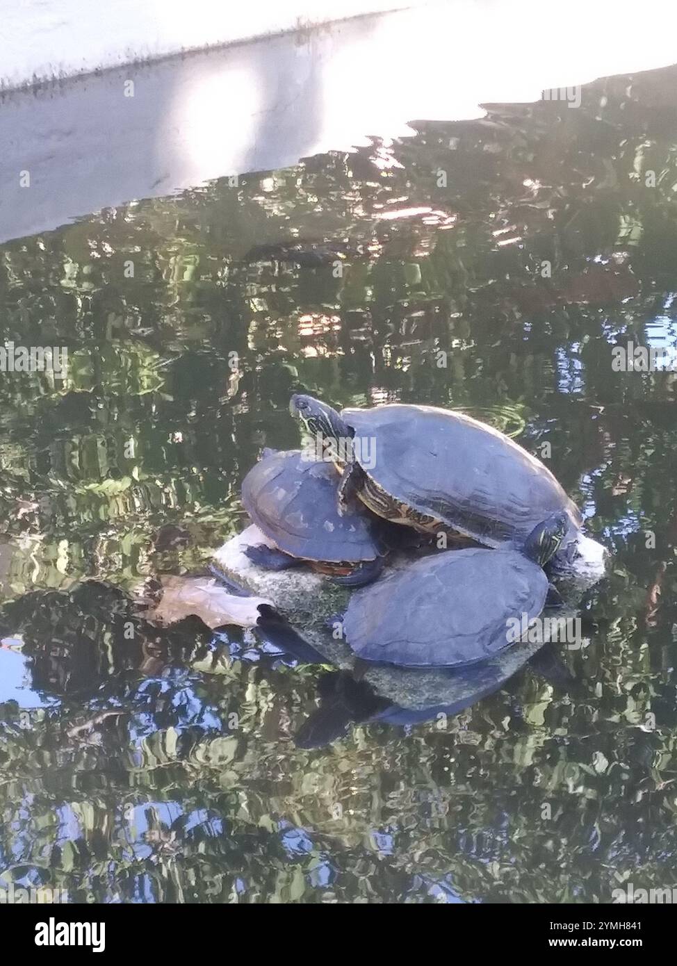 Texas Cooter (Pseudemys texana Stock Photo - Alamy