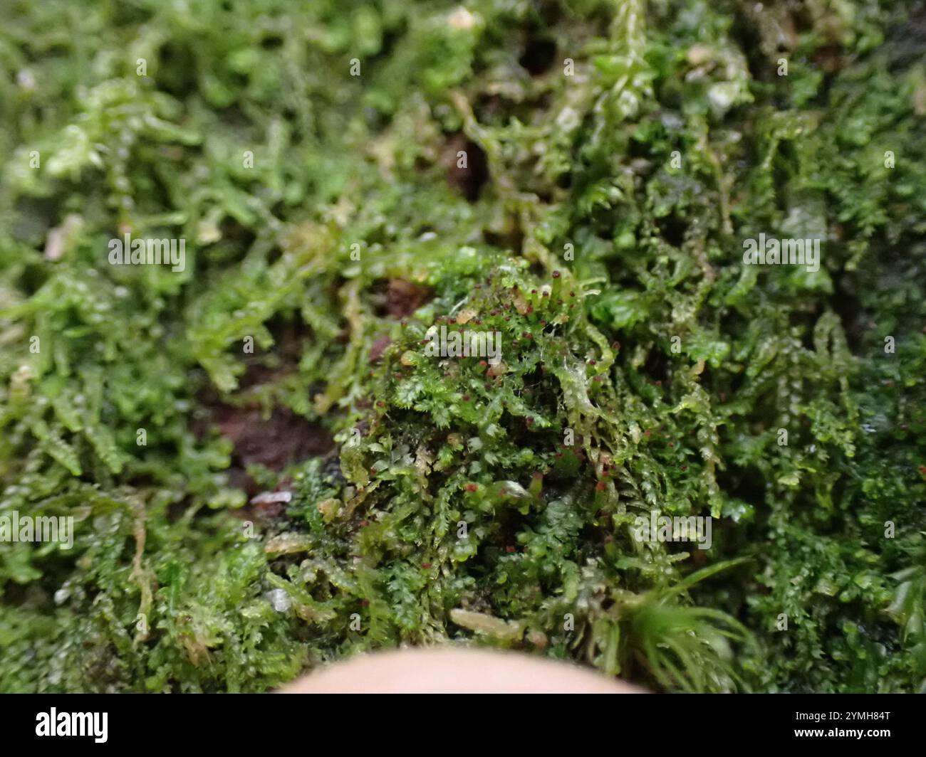 Heller's Notchwort (Crossocalyx hellerianus Stock Photo - Alamy
