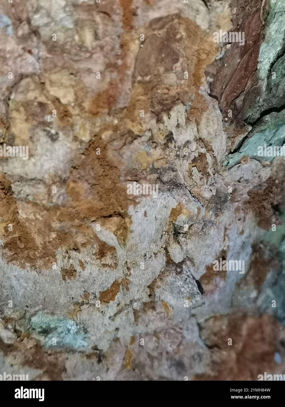 Alder Bracket (Mensularia radiata Stock Photo - Alamy