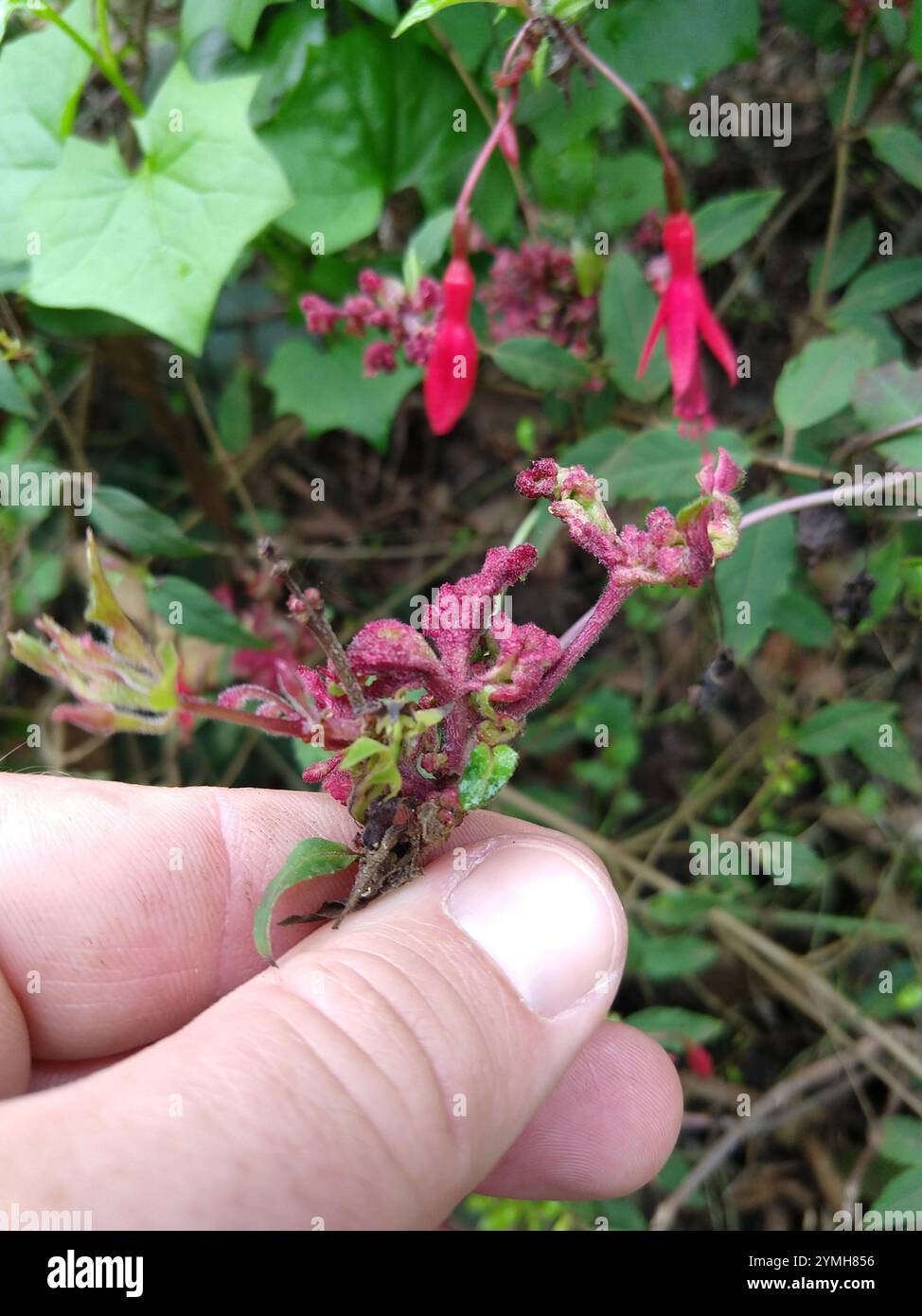 Fuchsia Gall Mite (Aculops fuchsiae Stock Photo - Alamy