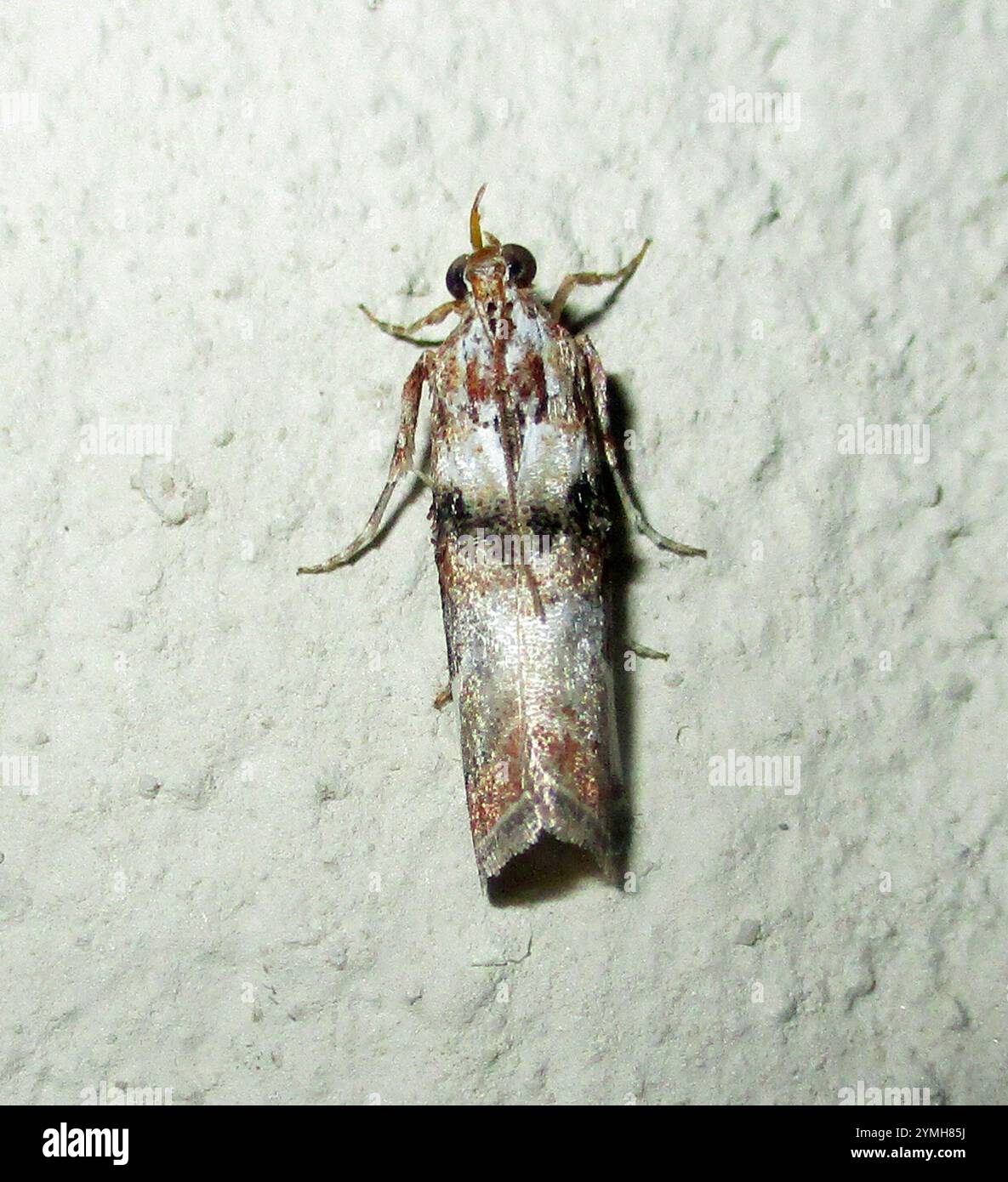 Knot-horn Moths (Phycitinae Stock Photo - Alamy