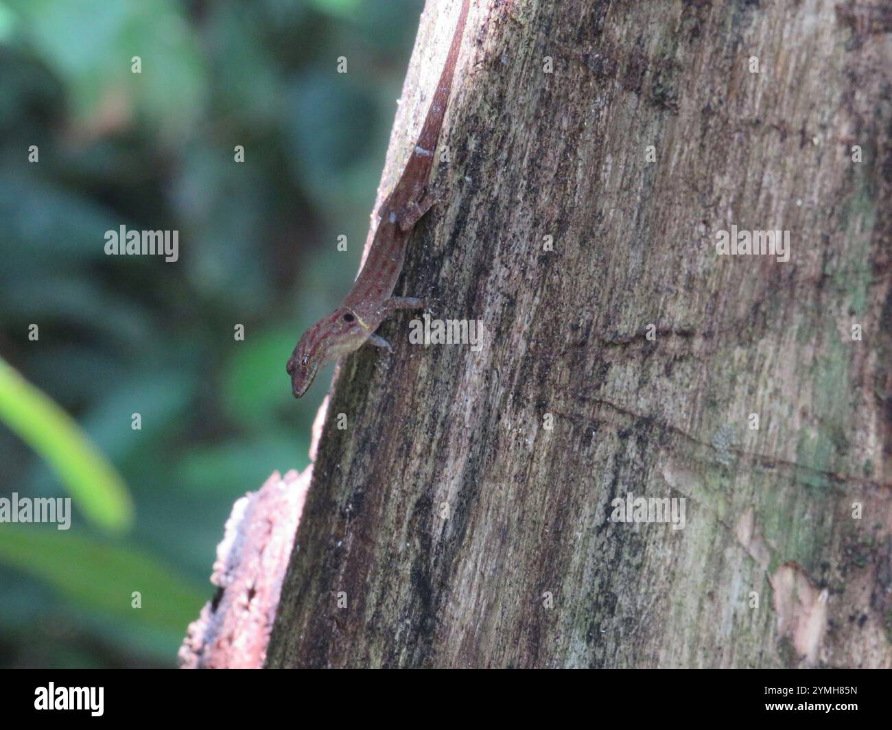 Bridled Forest Gecko (Gonatodes humeralis Stock Photo - Alamy