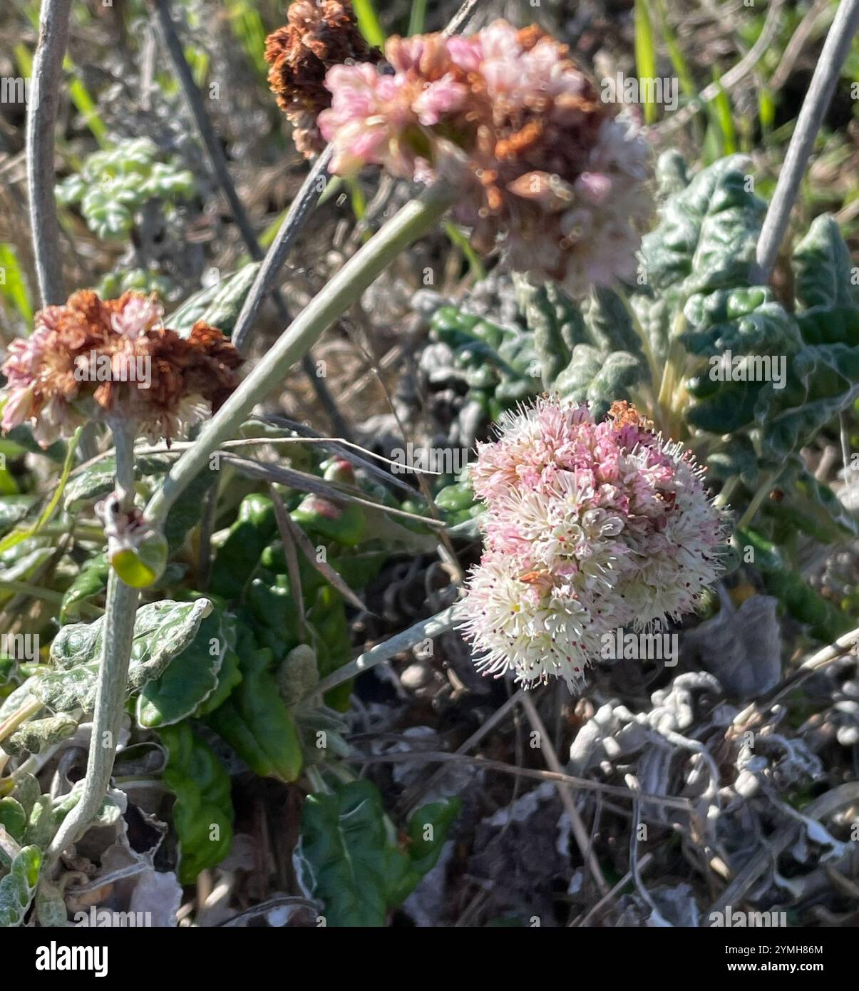 Seaside Buckwheat (Eriogonum latifolium Stock Photo - Alamy