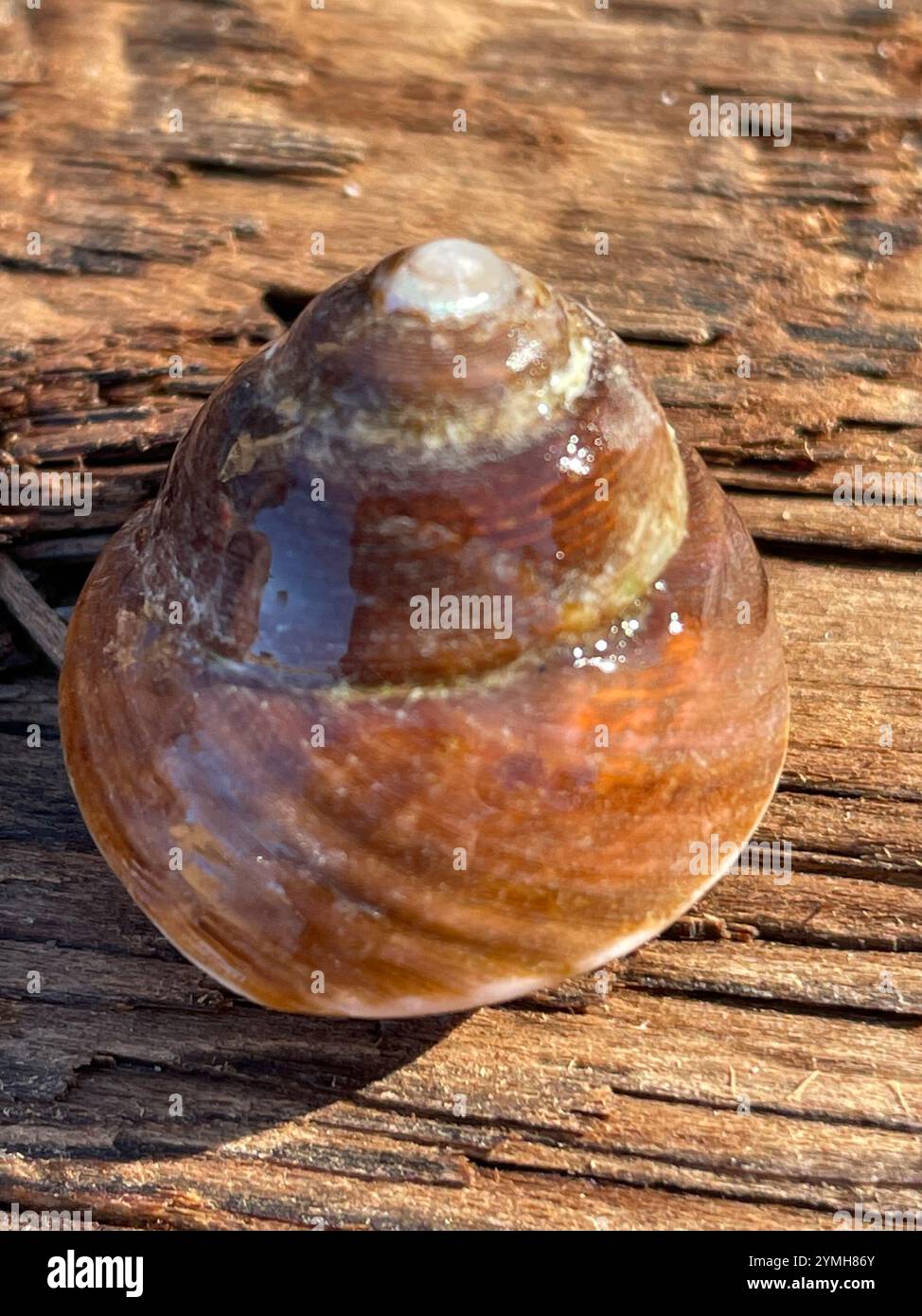Brown Tegula (Tegula brunnea Stock Photo - Alamy