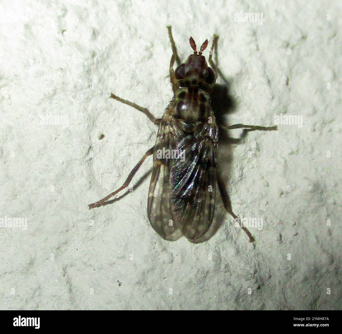 Scarab Pursuing Flies (Pyrgotidae Stock Photo - Alamy