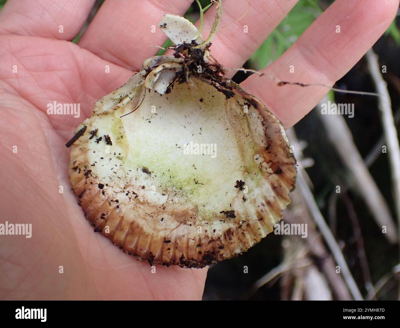 Clinocardium nuttallii hi-res stock photography and images - Alamy