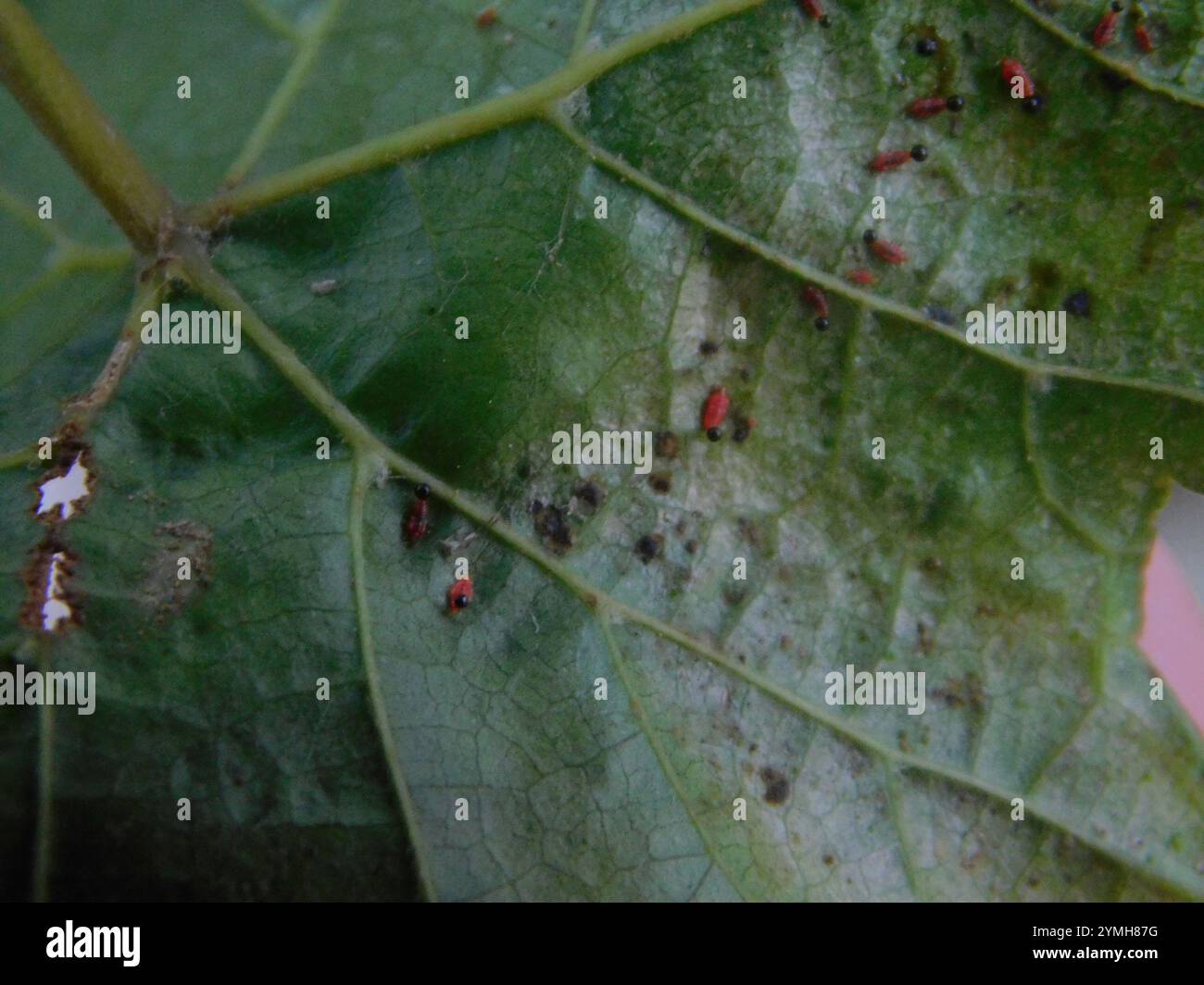 Thripidae hi-res stock photography and images - Alamy