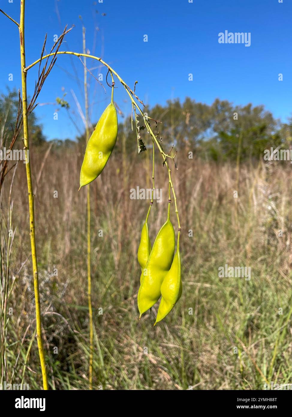 Bladder Pod (Sesbania vesicaria Stock Photo - Alamy