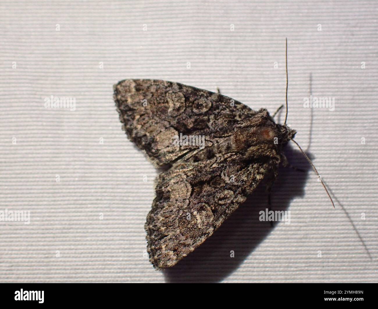 Adorable Brocade Moth (Platypolia mactata Stock Photo - Alamy