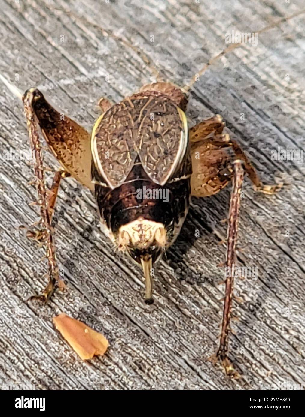 Hapithus hi-res stock photography and images - Alamy