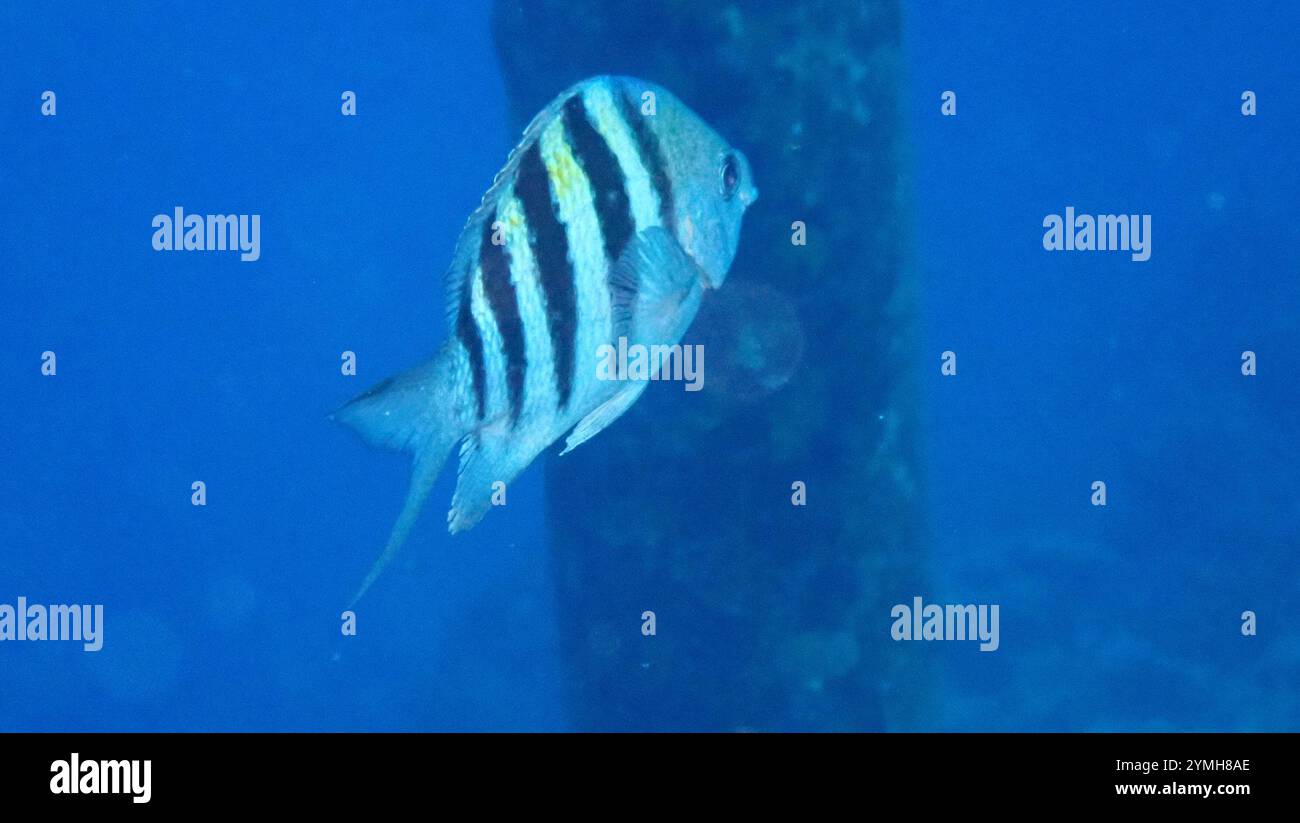 Atlantic Sergeant Major (Abudefduf saxatilis Stock Photo - Alamy
