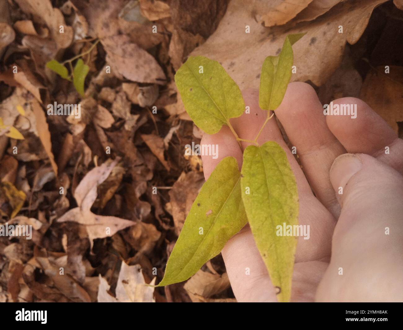 Virginia snakeroot (Aristolochia serpentaria Stock Photo - Alamy