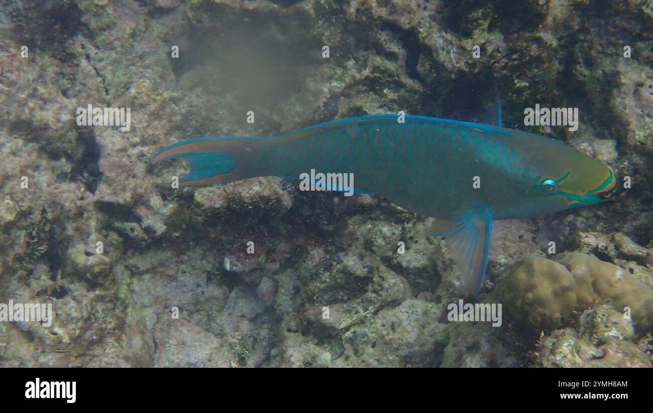 Queen parrotfish hi-res stock photography and images - Alamy