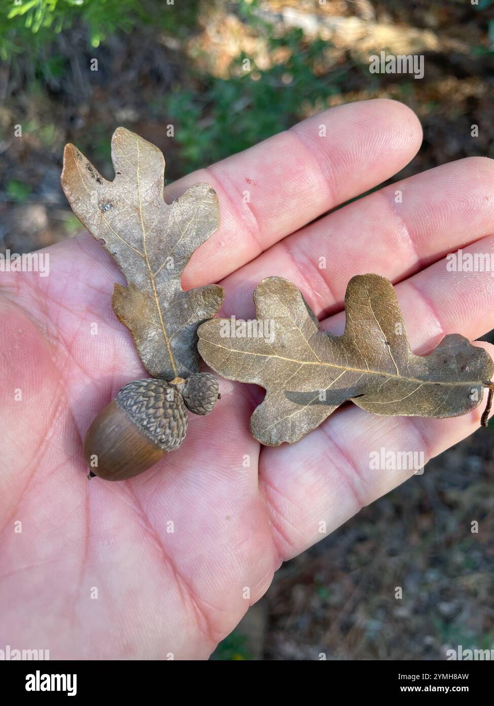 sand post oak (Quercus margaretiae Stock Photo - Alamy
