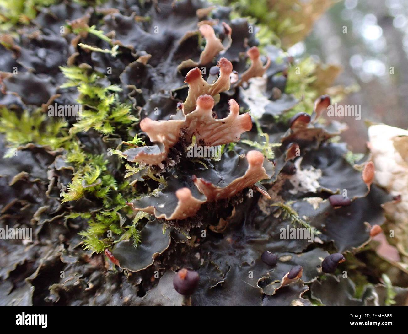Blacksaddle pelt lichen (Peltigera neckeri Stock Photo - Alamy