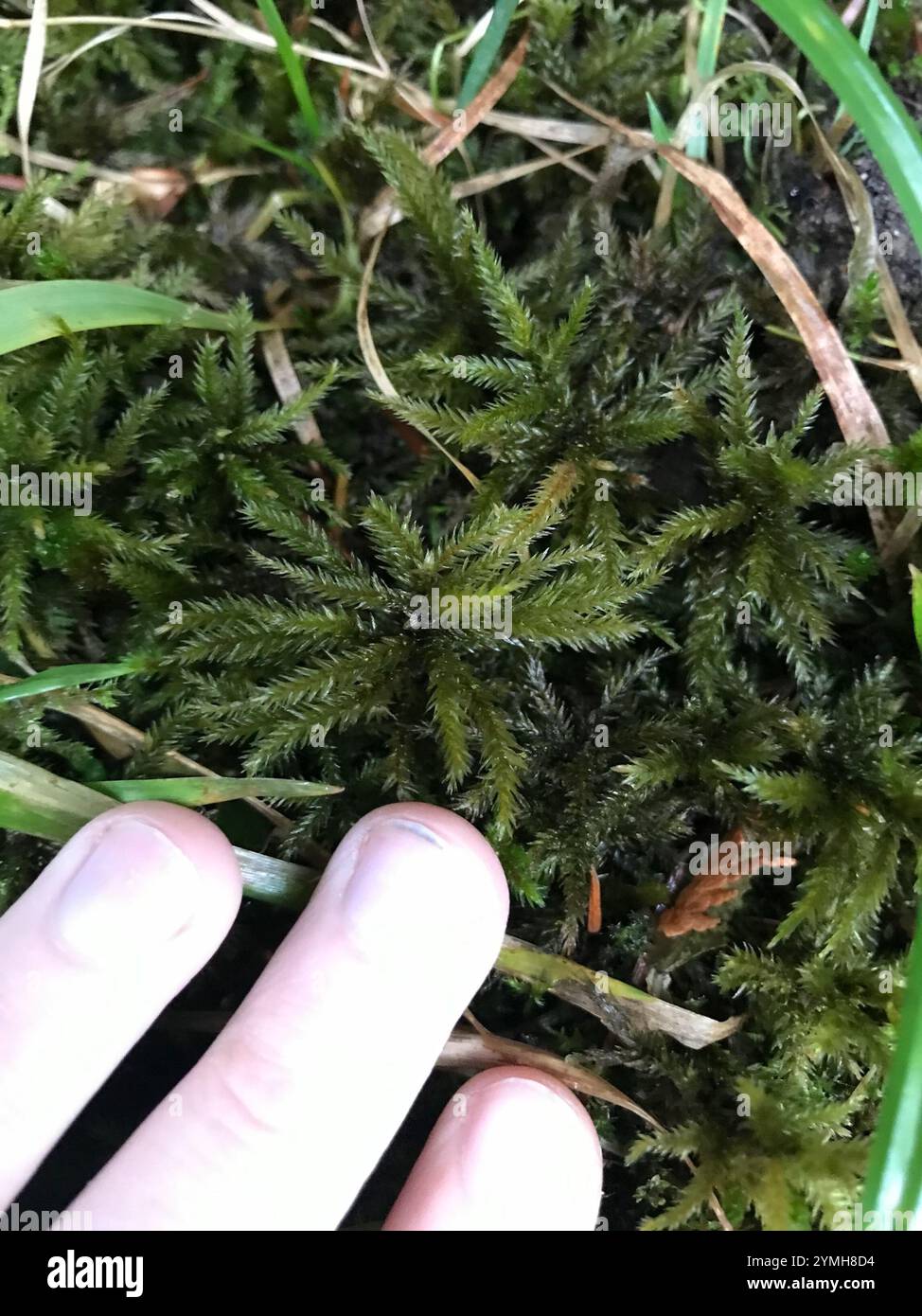 Climacium dendroides hi-res stock photography and images - Alamy