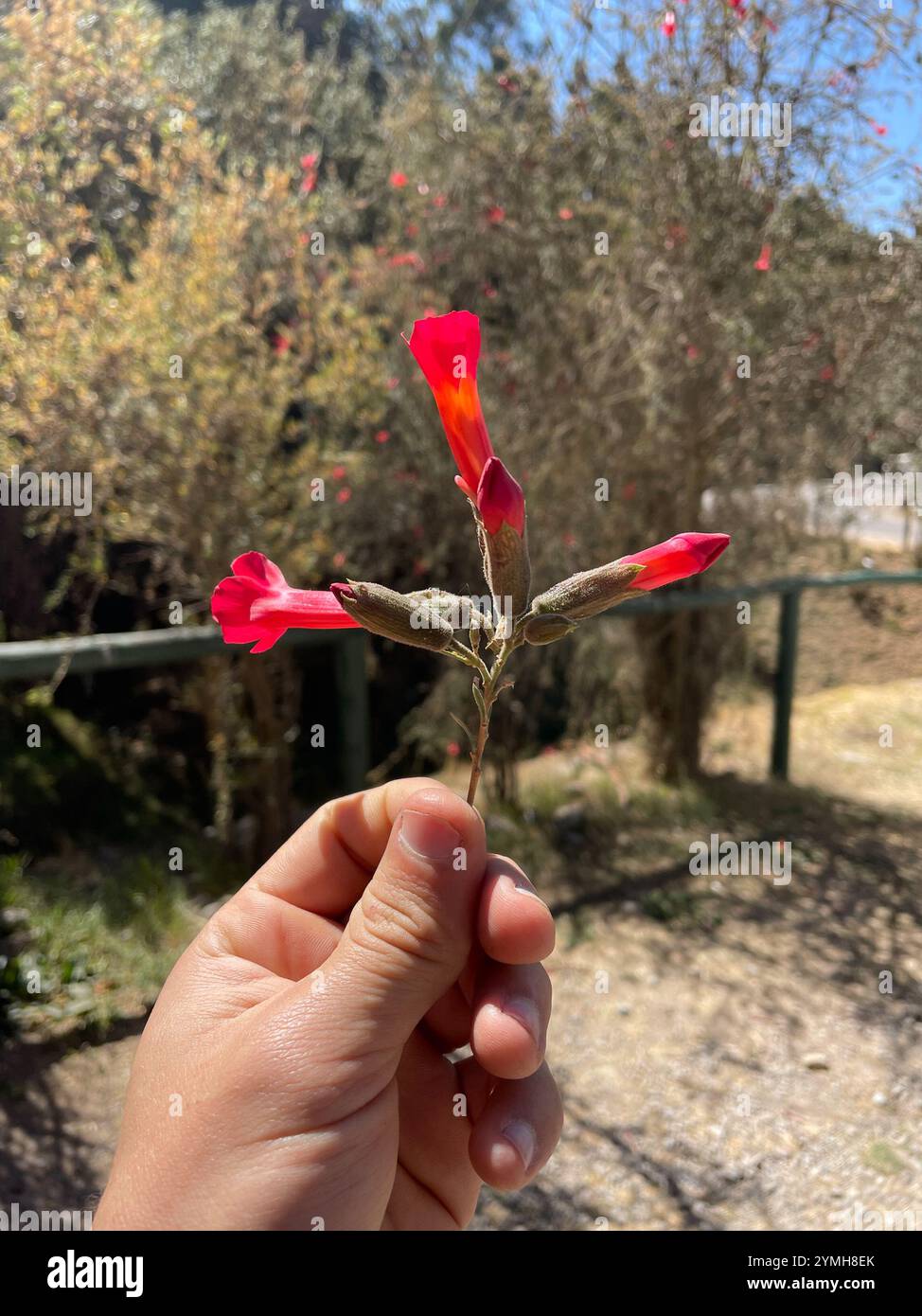 Sacred flower of the Incas (Cantua buxifolia Stock Photo - Alamy