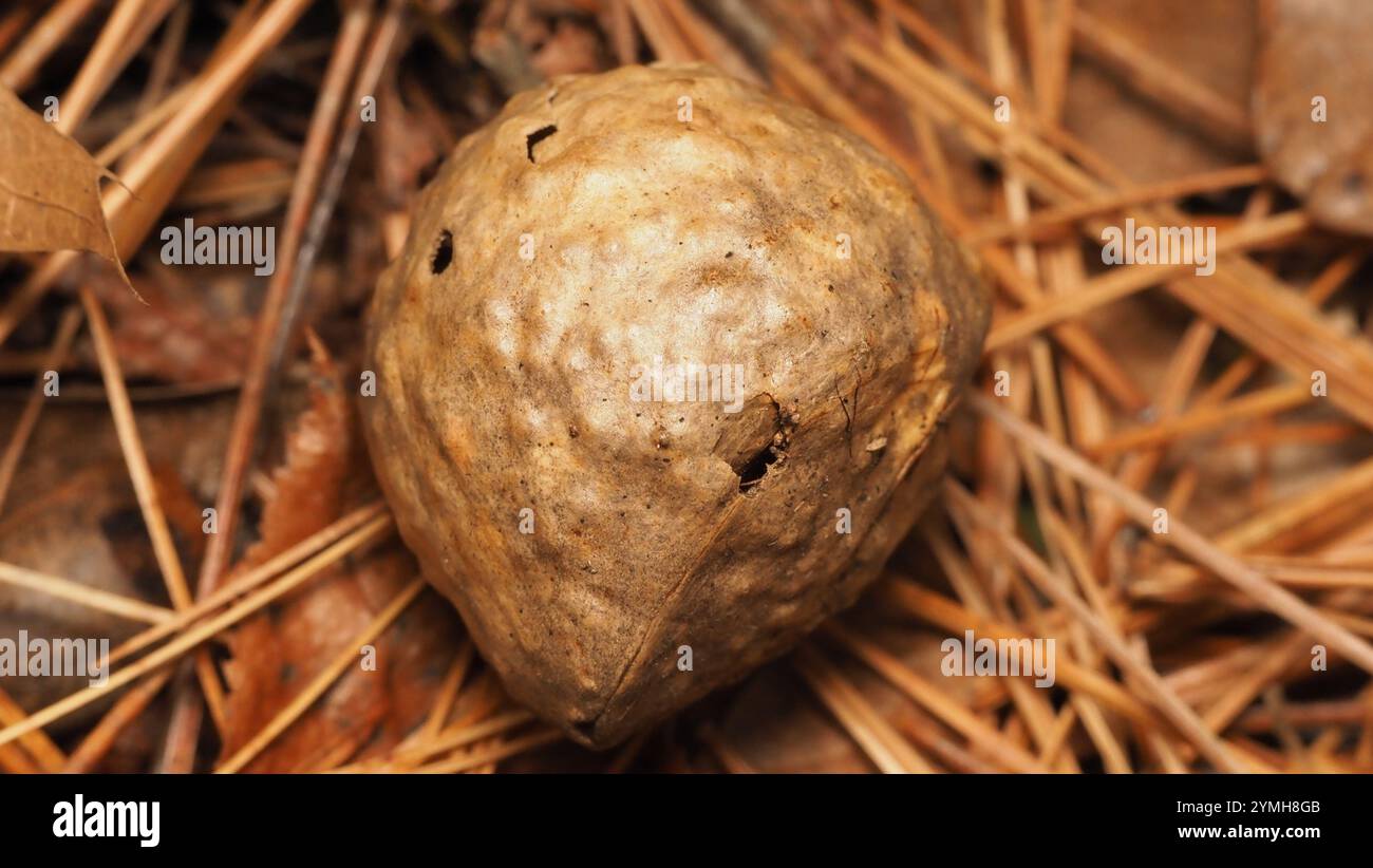 Spongy Oak Apple Gall Wasp (Amphibolips confluenta Stock Photo - Alamy