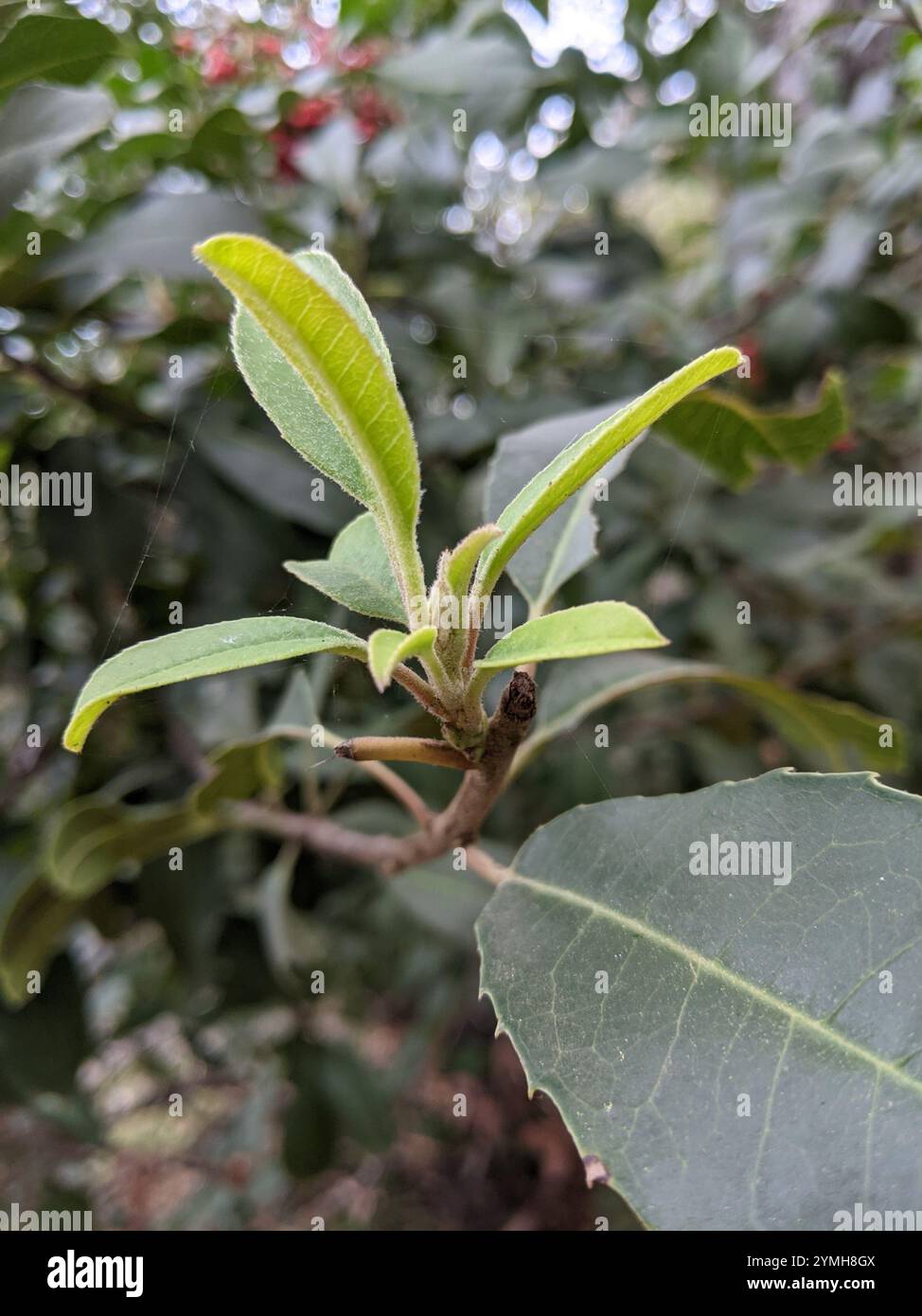 Toyon (Heteromeles arbutifolia Stock Photo - Alamy