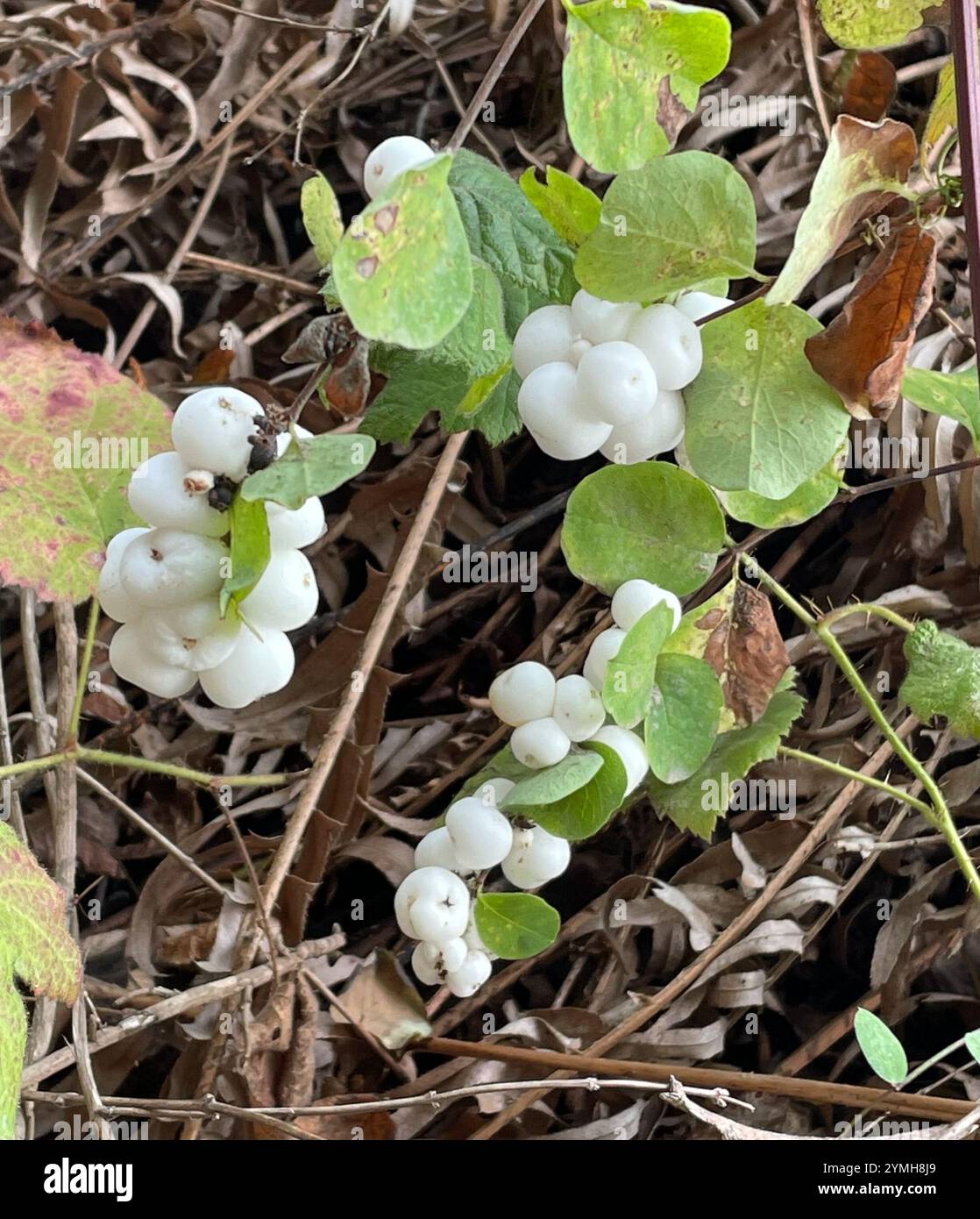 creeping snowberry (Symphoricarpos mollis Stock Photo - Alamy