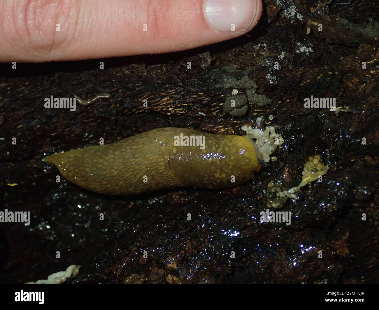 Yellow Cellar Slug (Limacus flavus Stock Photo - Alamy