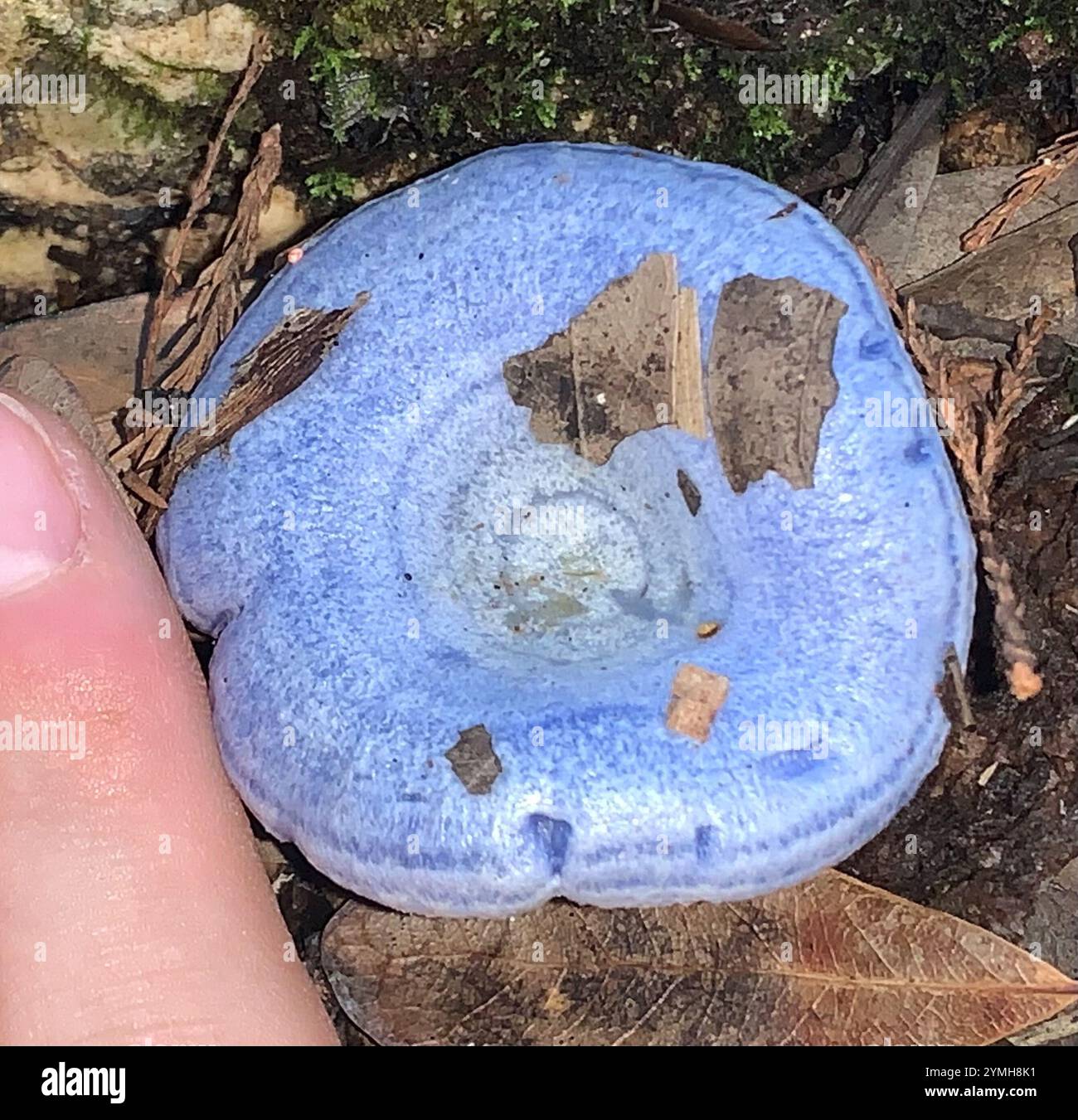 indigo milk cap (Lactarius indigo Stock Photo - Alamy