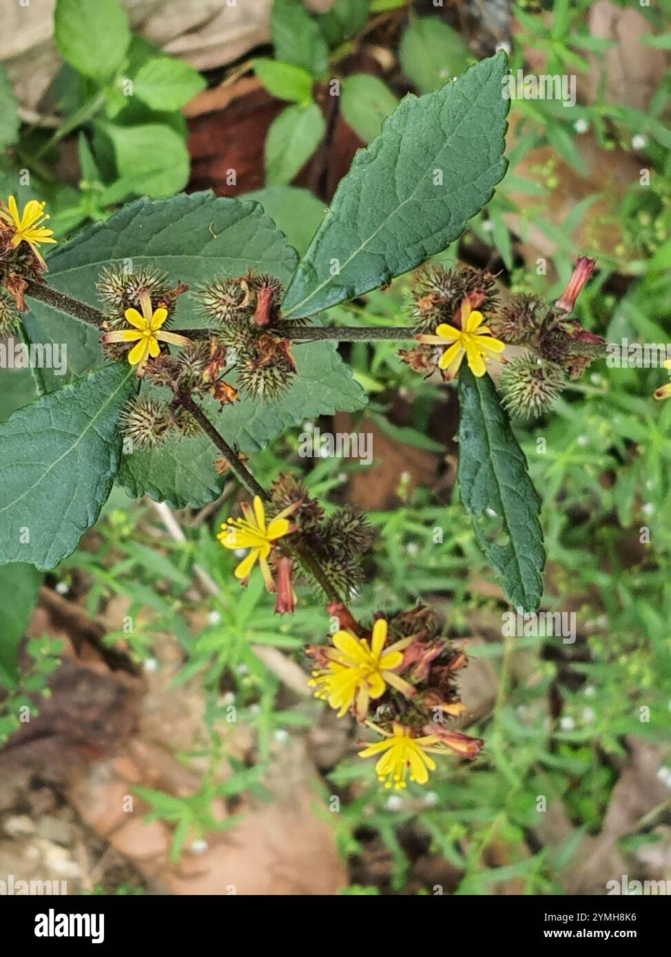 Chinese Bur (Triumfetta rhomboidea Stock Photo - Alamy