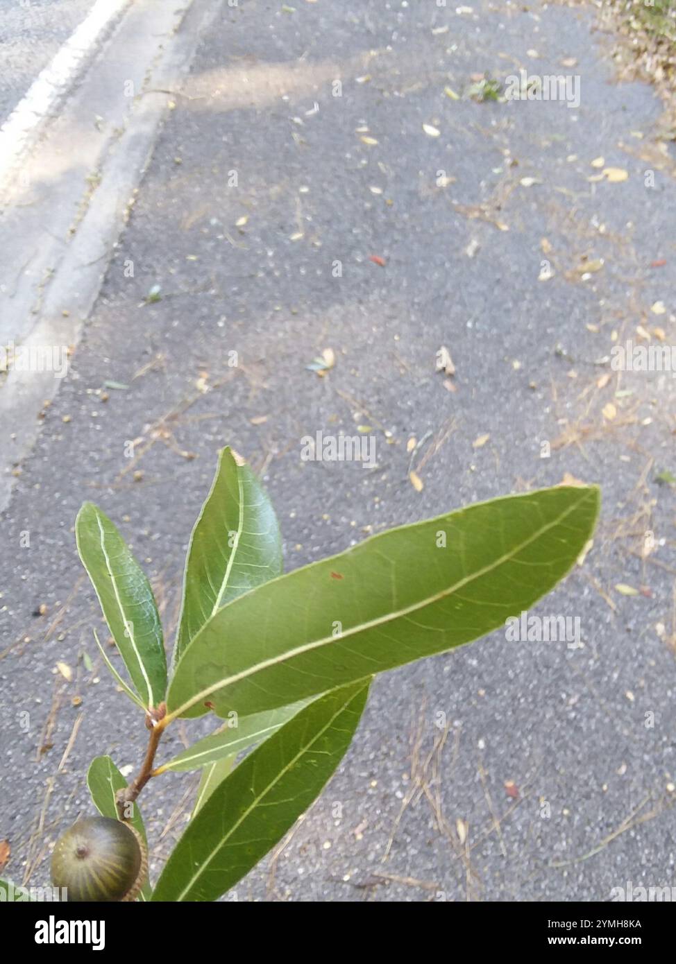 swamp laurel oak (Quercus laurifolia Stock Photo - Alamy