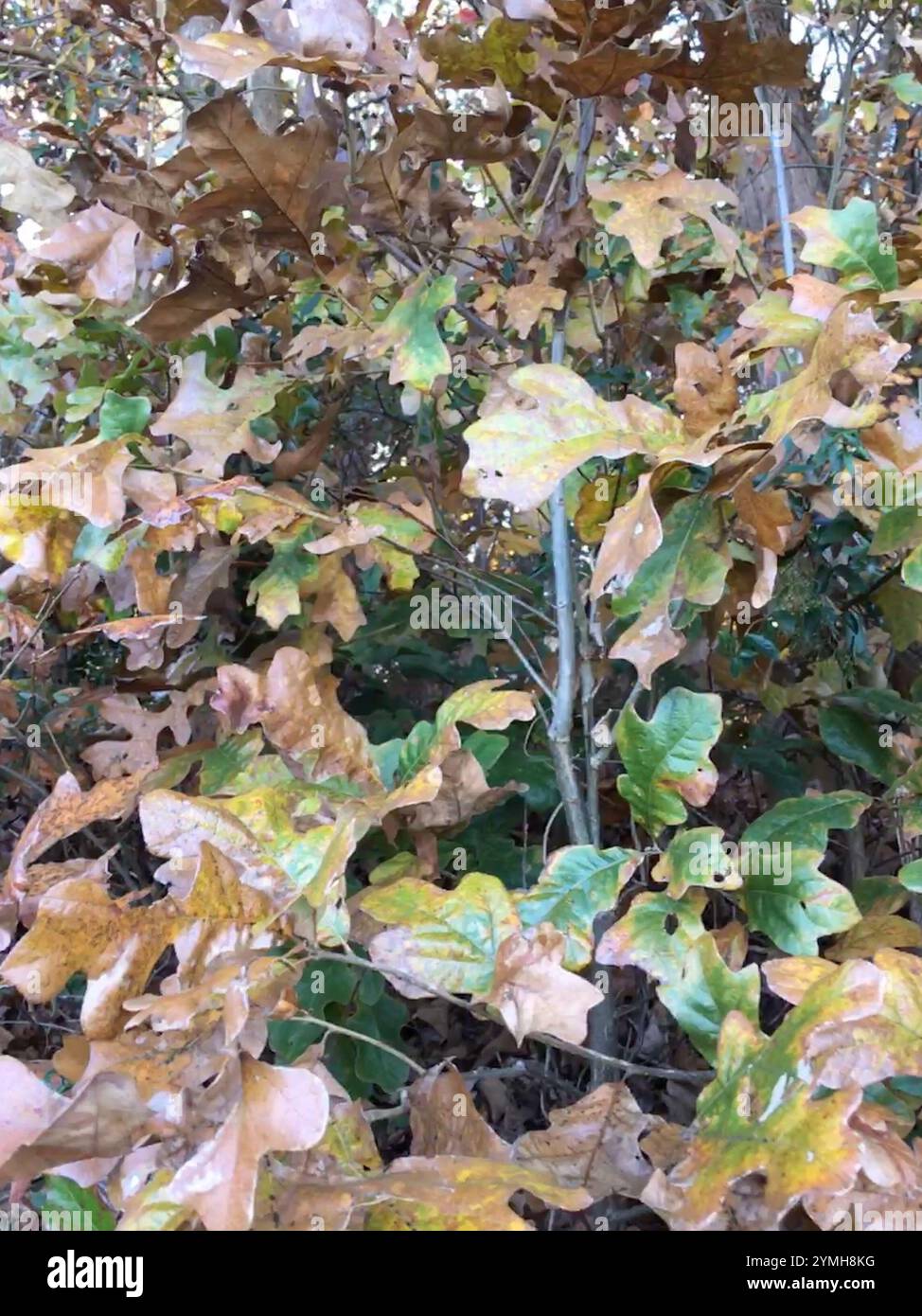 post oak (Quercus stellata Stock Photo - Alamy