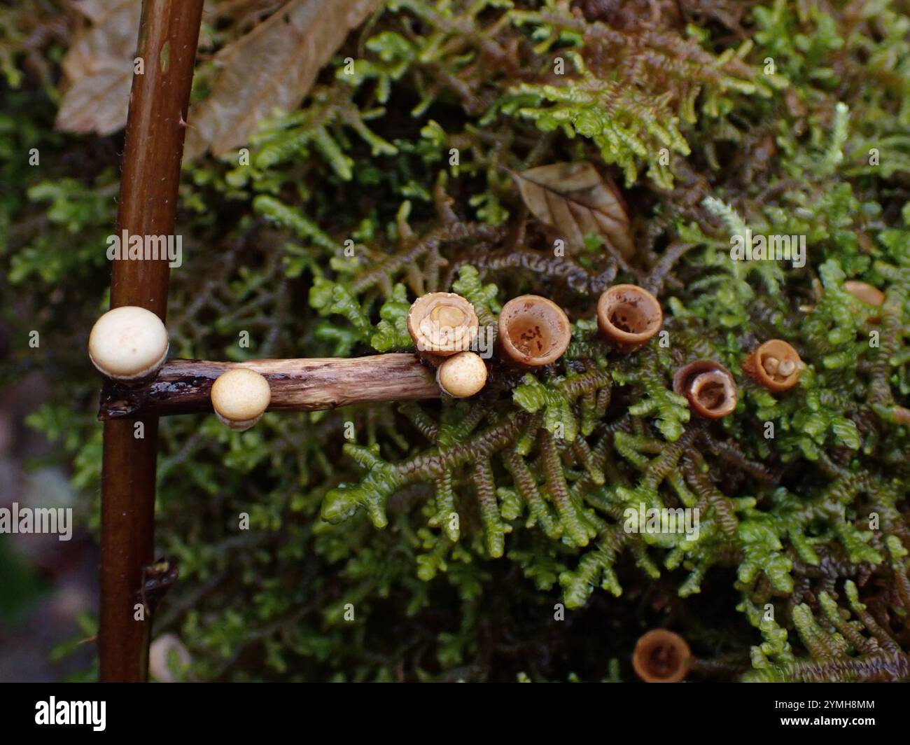 common bird's nest fungus (Crucibulum laeve Stock Photo - Alamy