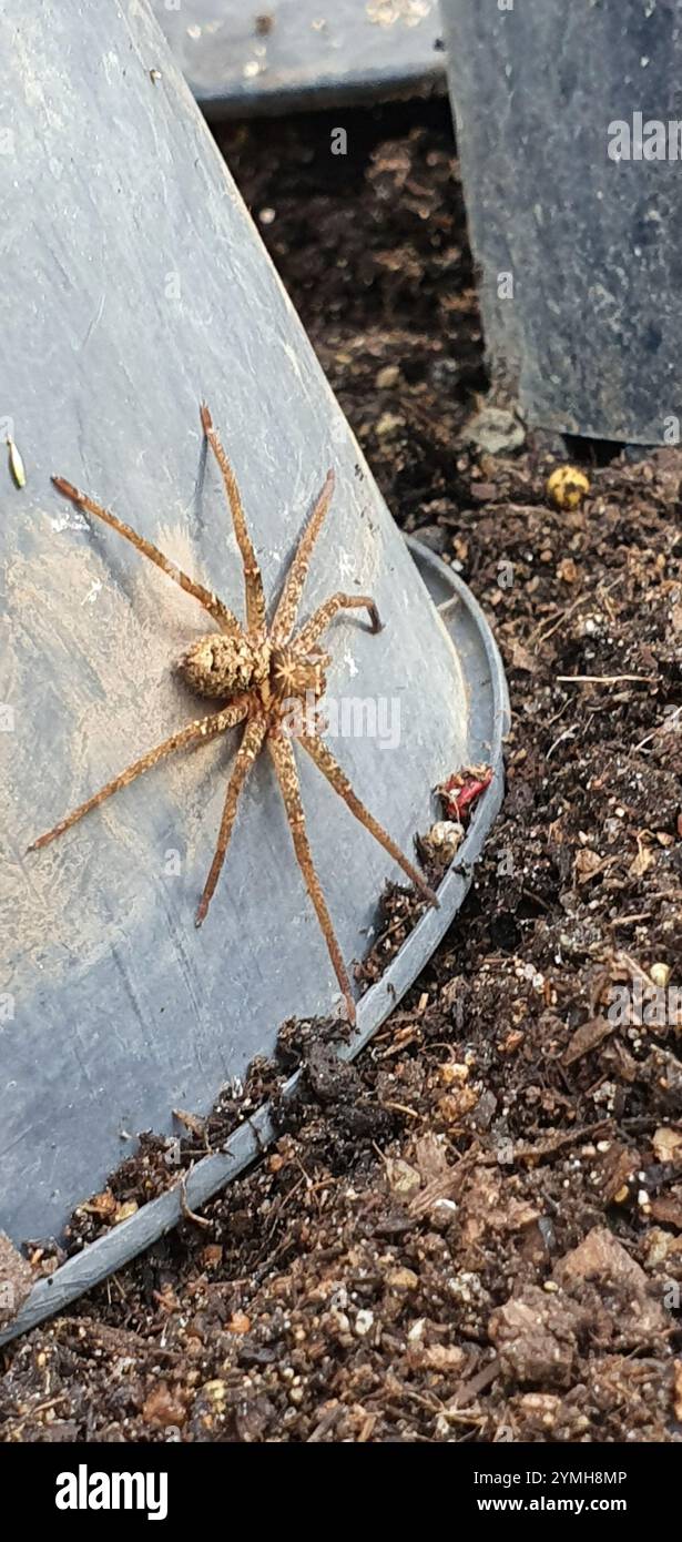 Giant Huntsman Spiders (Heteropoda Stock Photo - Alamy