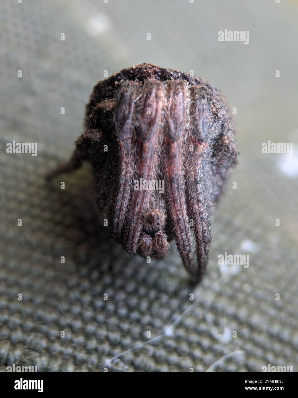 Poltys hi-res stock photography and images - Alamy