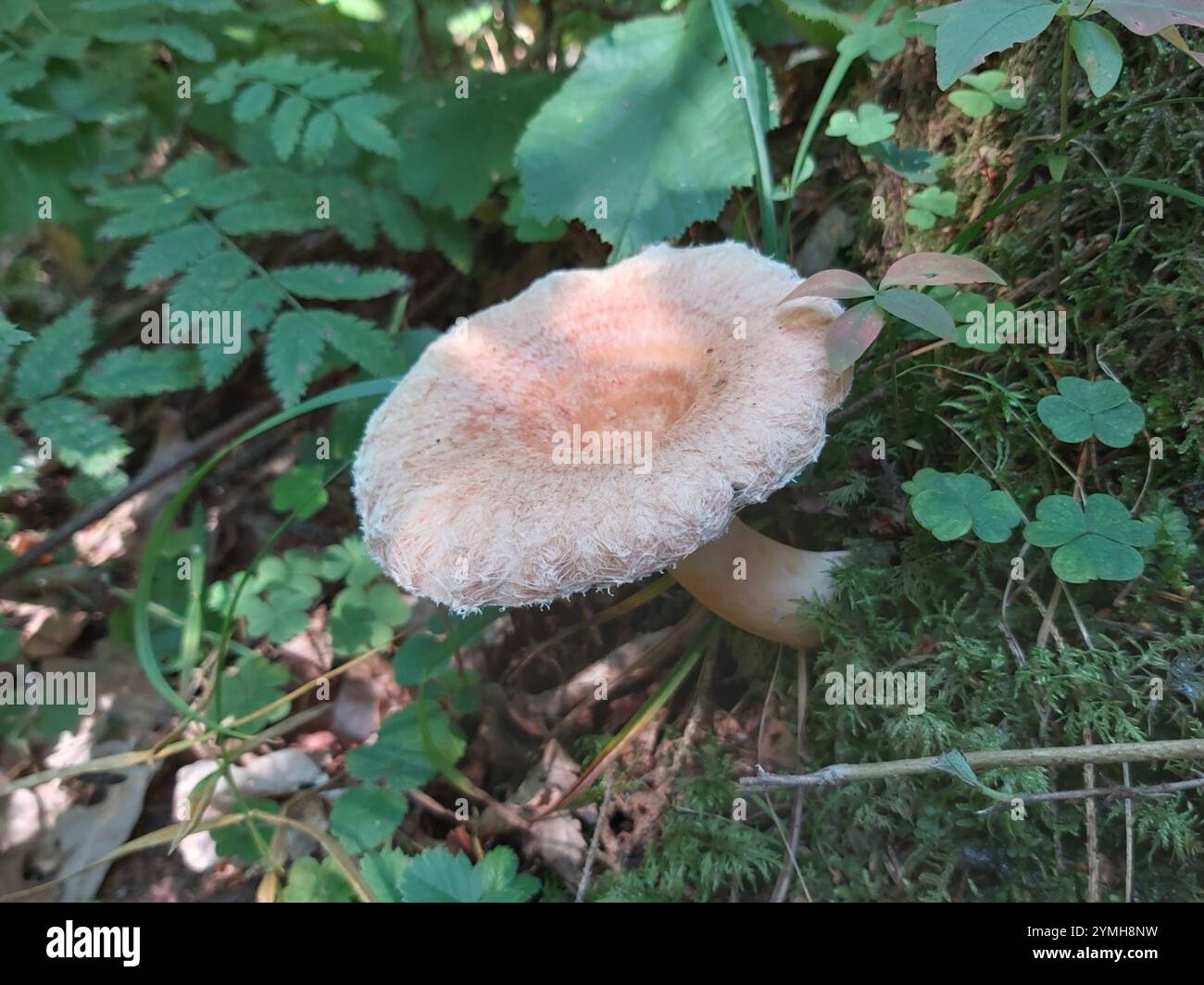 Woolly Milkcap (Lactarius torminosus Stock Photo - Alamy