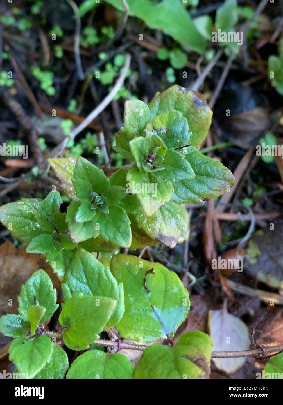 yerba buena (Clinopodium douglasii Stock Photo - Alamy