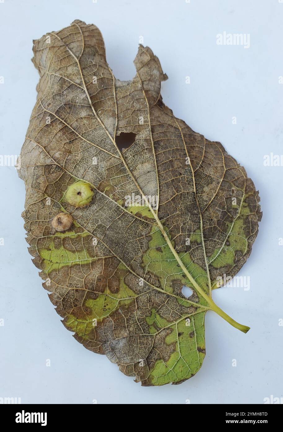 Hackberry Disc Gall Psyllid (Pachypsylla celtidisumbilicus Stock Photo ...