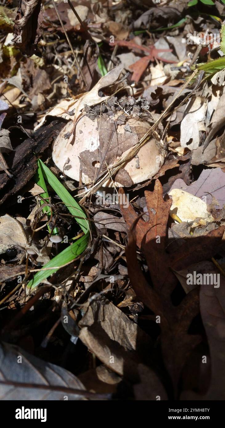 Bitter poisonpie hi-res stock photography and images - Alamy