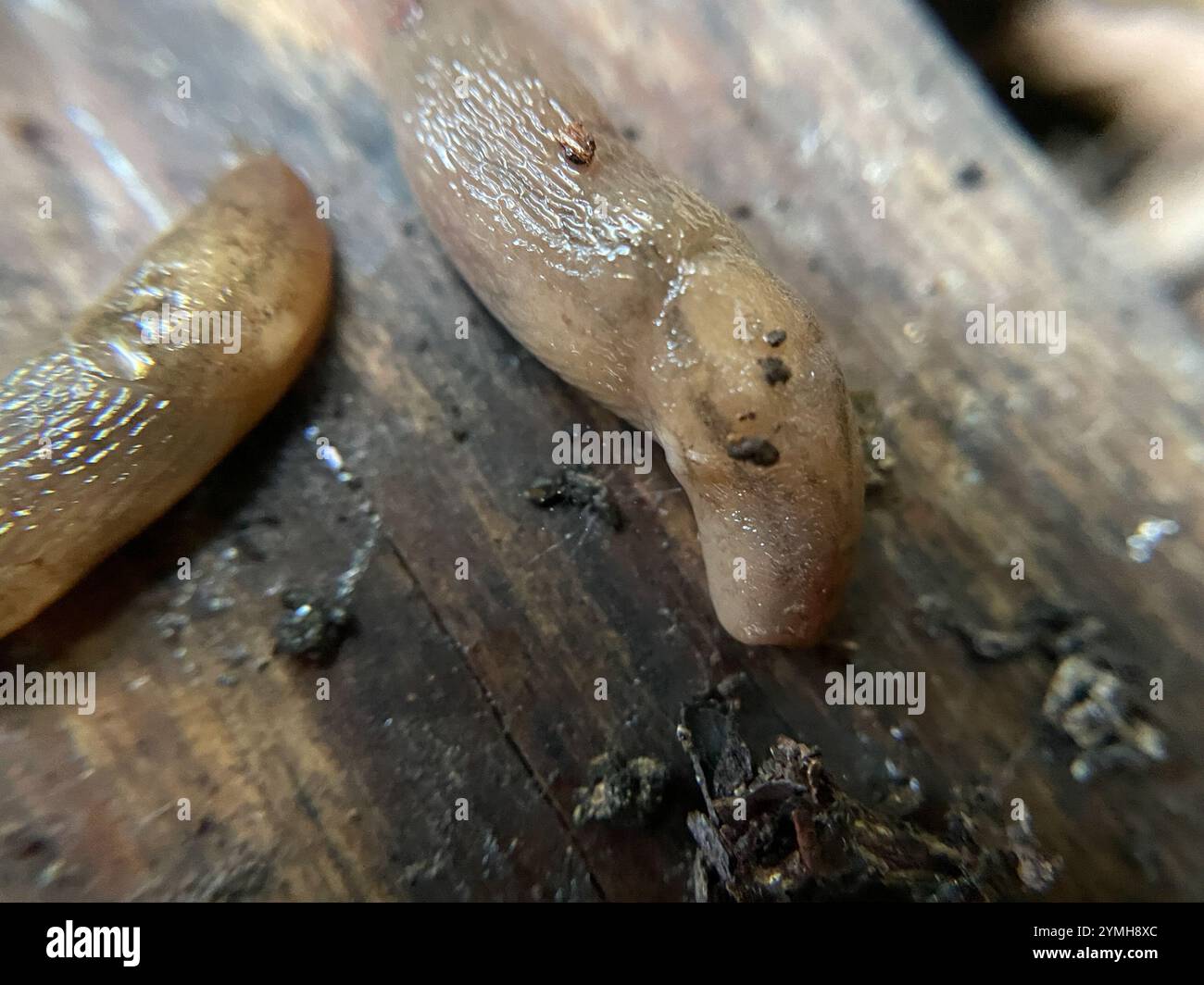 Threeband Slugs (Ambigolimax Stock Photo - Alamy