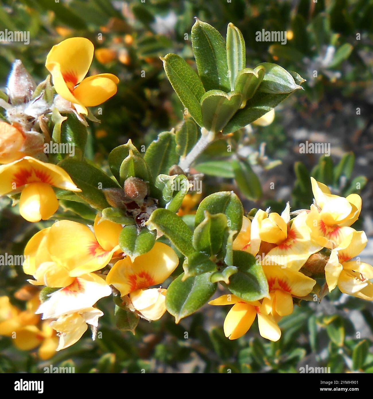 golden shaggy-pea (Oxylobium ellipticum Stock Photo - Alamy