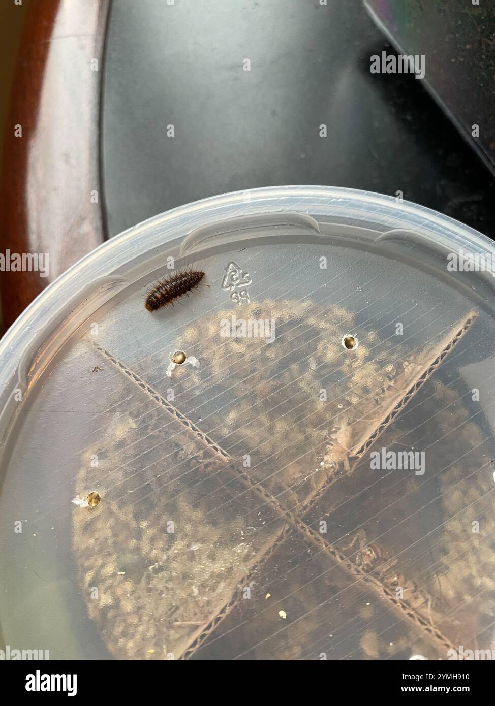 Larder Beetle (Dermestes lardarius Stock Photo - Alamy