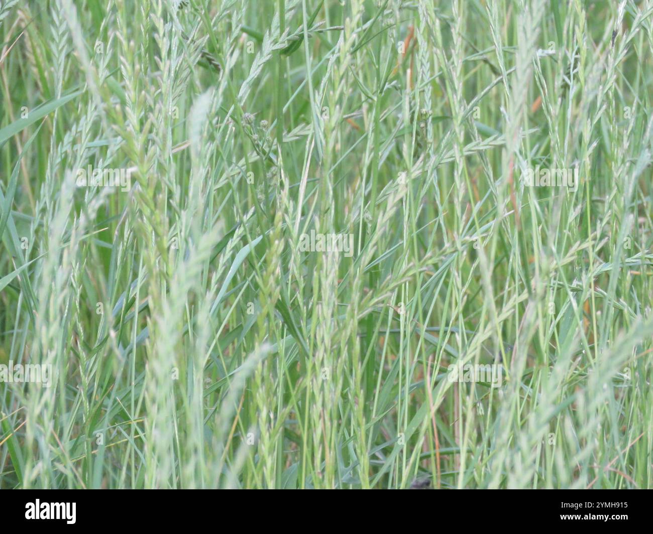 Italian Ryegrass (Lolium multiflorum Stock Photo - Alamy