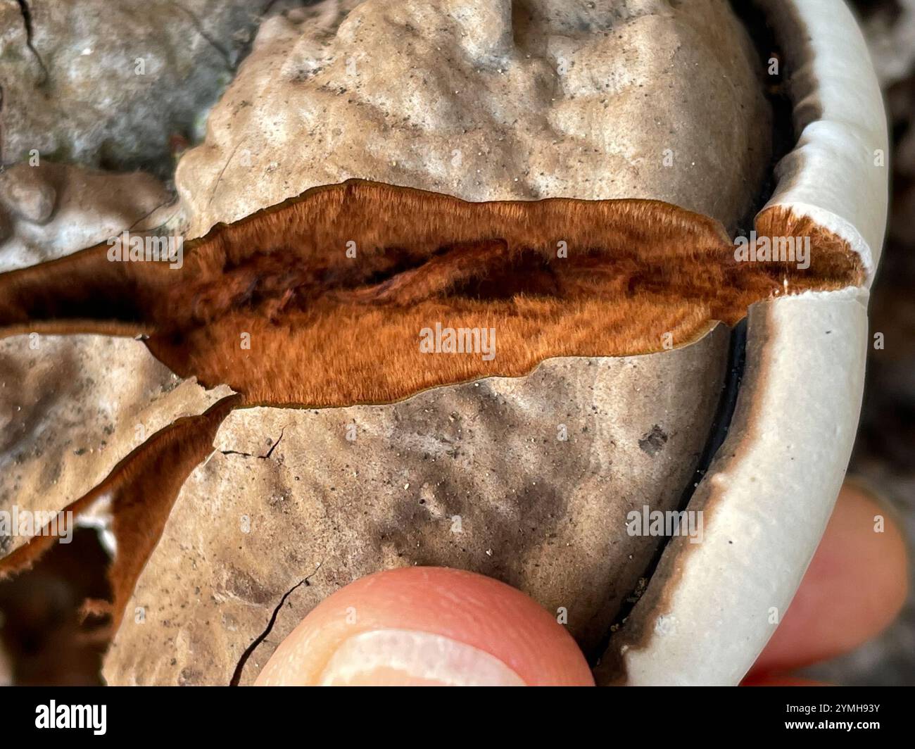 Artist's Conk (Ganoderma brownii Stock Photo - Alamy