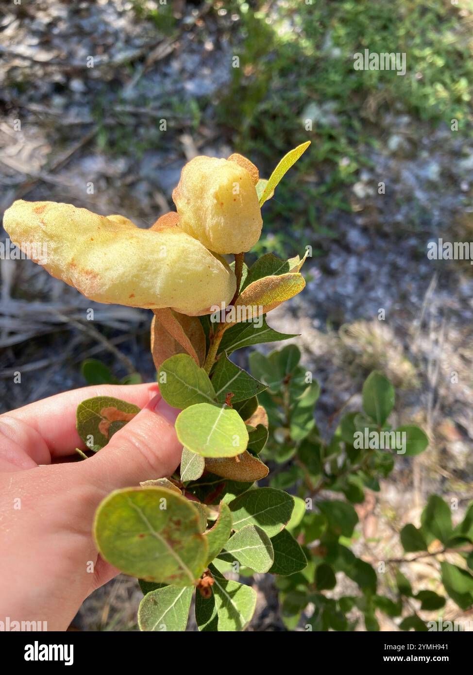 coastal plain staggerbush (Lyonia fruticosa Stock Photo - Alamy