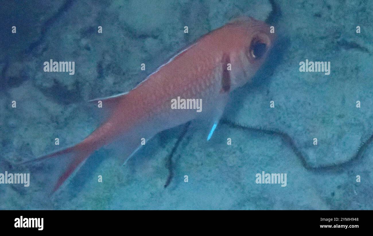 Blackbar Soldierfish (Myripristis jacobus Stock Photo - Alamy