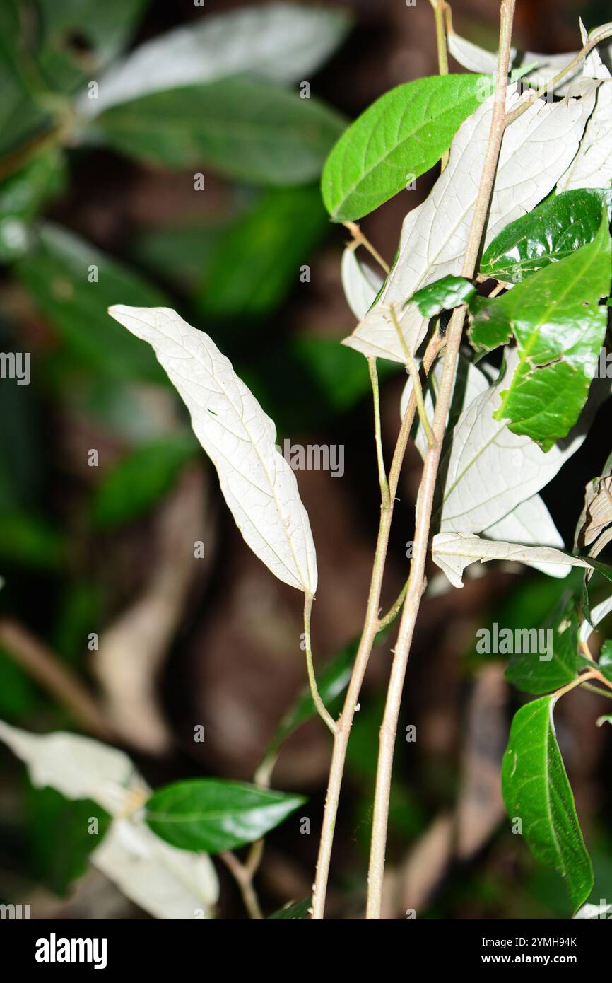 Ceylon croton (Croton zeylanicus Stock Photo - Alamy