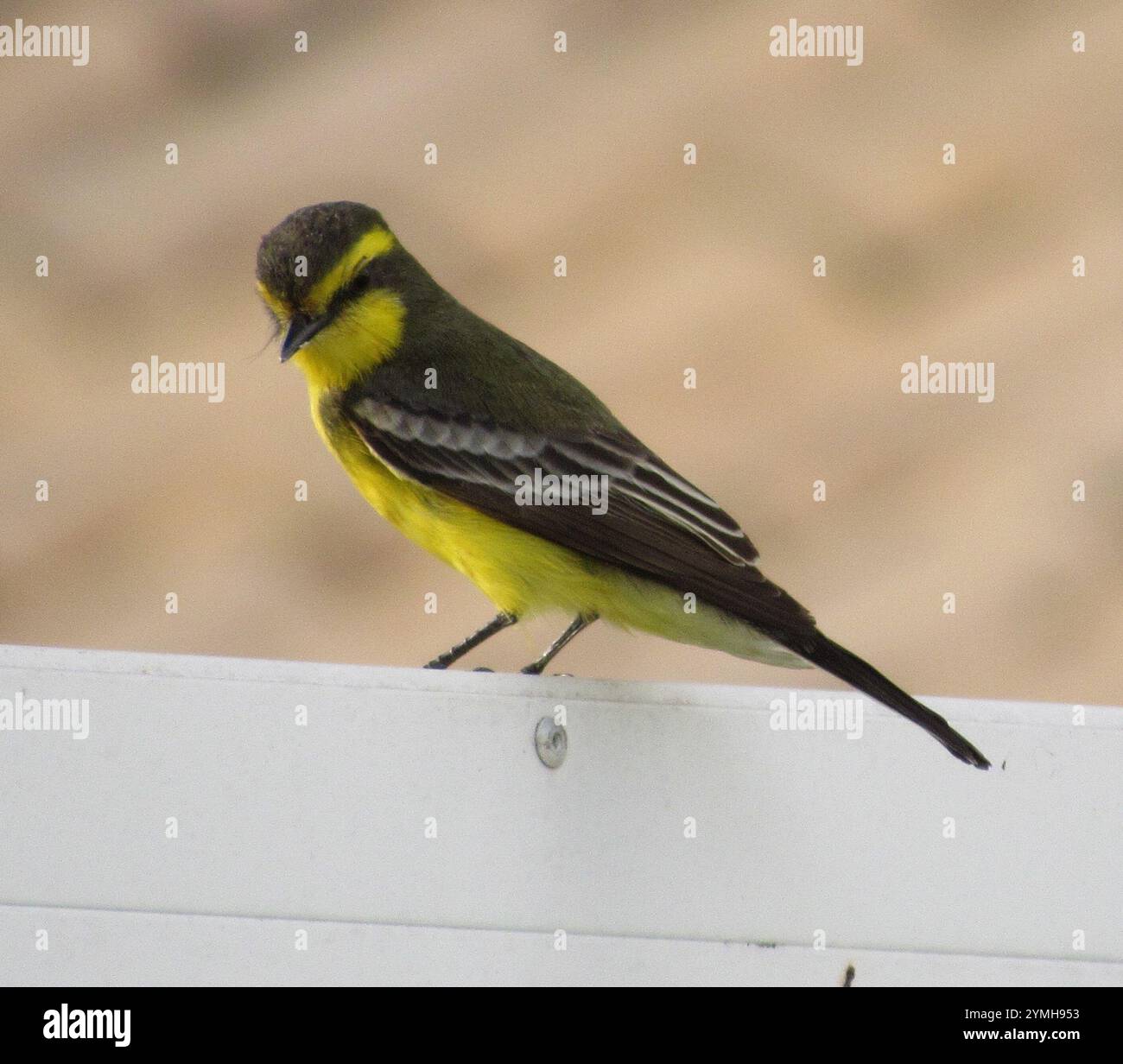Yellow-browed Tyrant (Satrapa icterophrys Stock Photo - Alamy