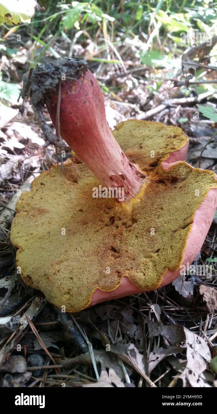 Bicolor bolete hi-res stock photography and images - Alamy