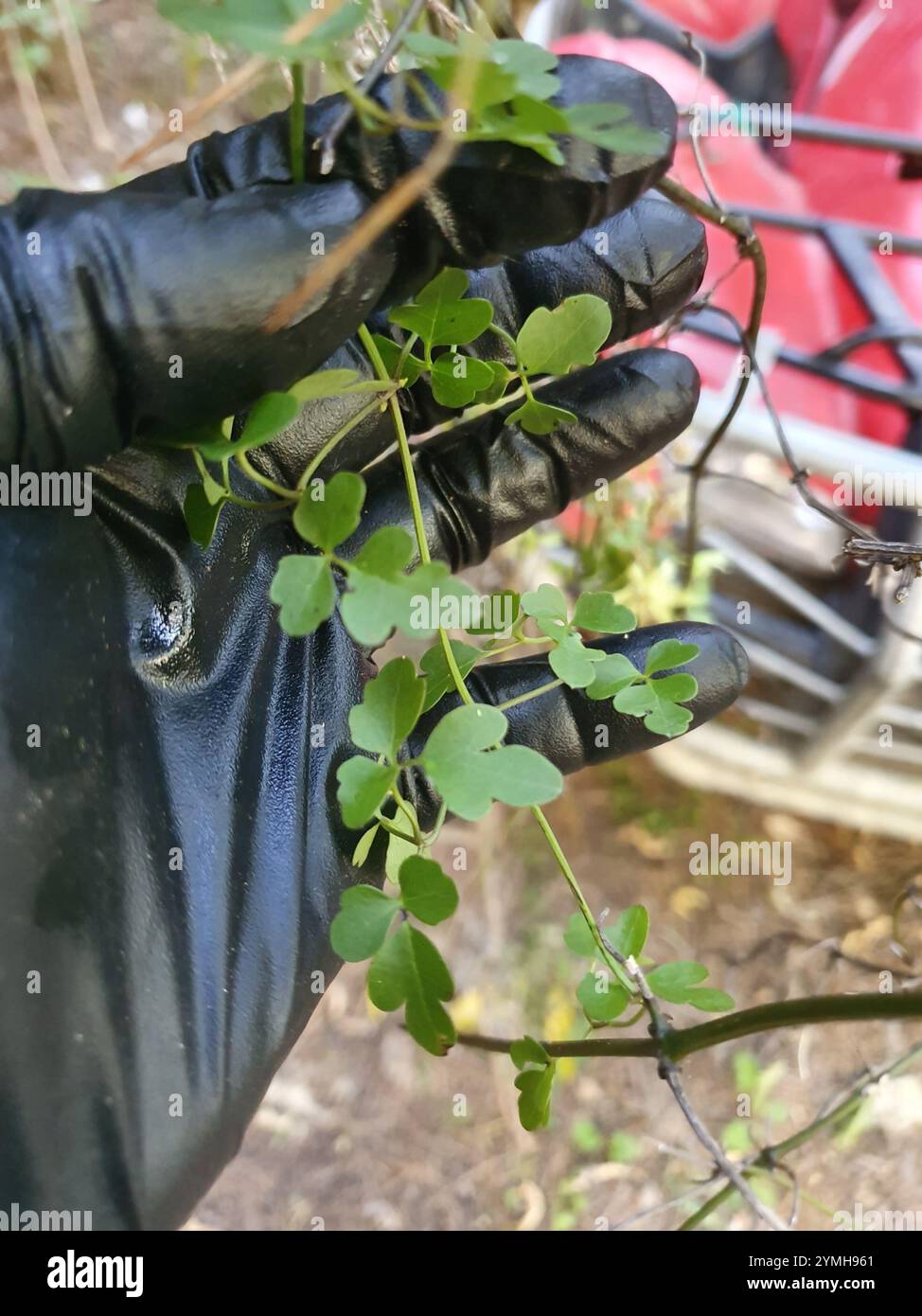 Forster's Clematis (Clematis forsteri Stock Photo - Alamy