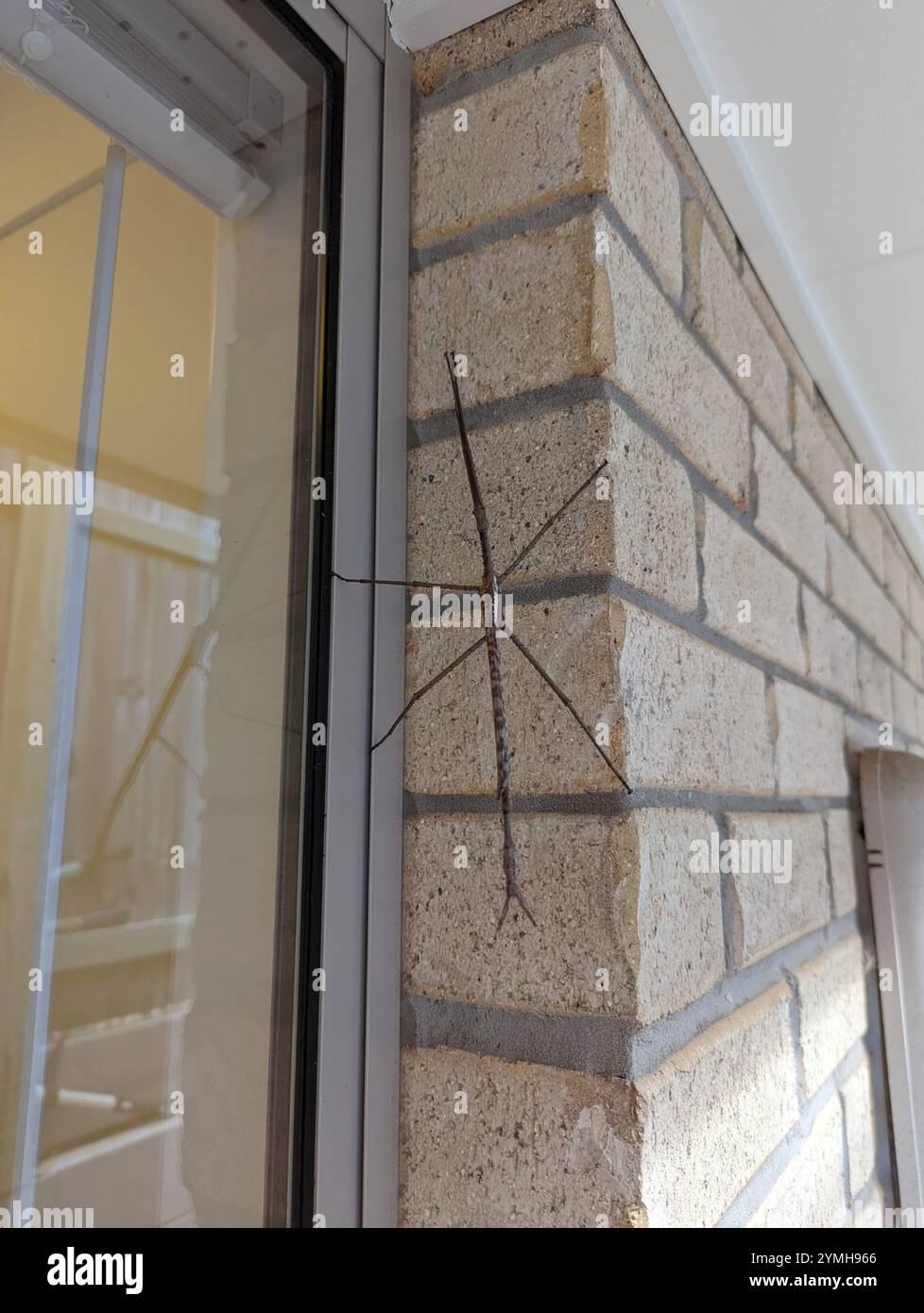 Titan Stick Insect (Acrophylla titan Stock Photo - Alamy